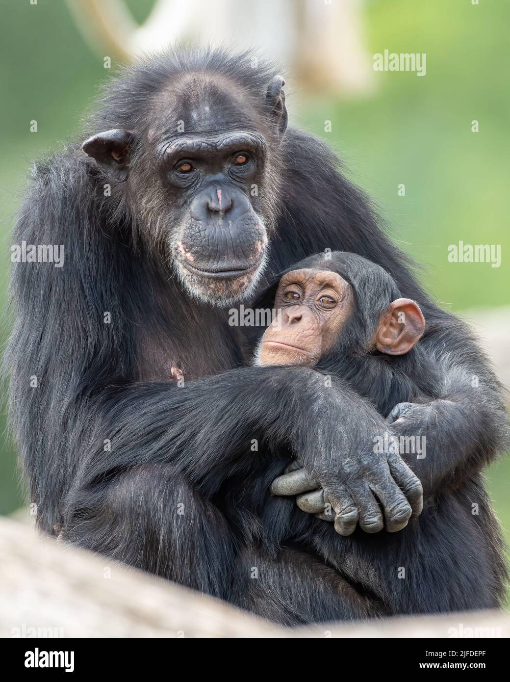 Children hugging animals wild hi-res stock photography and images - Alamy