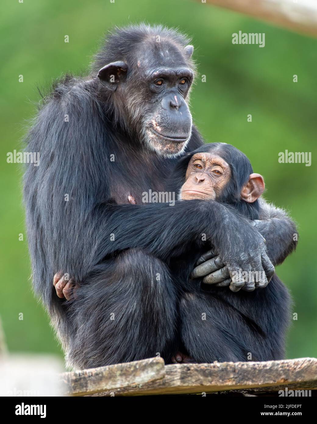 Children hugging wild animals hi-res stock photography and images - Alamy