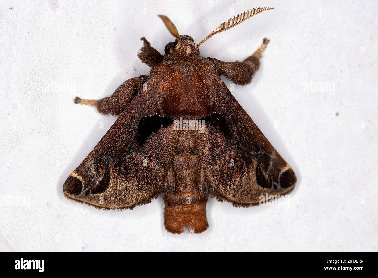 Adult Male Moth Insect of the genus Semyra Stock Photo - Alamy