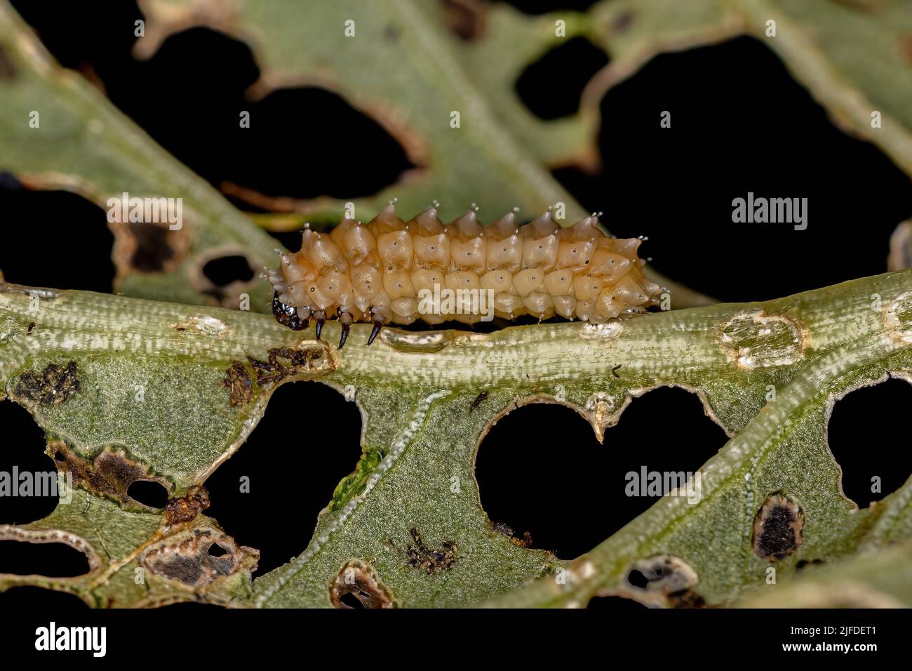 Leaf Beetle Larvae of the Family Chrysomelidae Stock Photo - Alamy