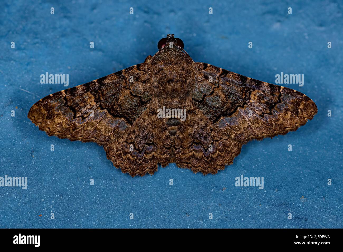 Adult Moth Insect of the genus Metria Stock Photo - Alamy