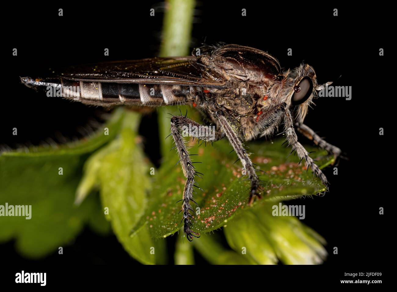 Adult Robber Fly of the Subfamily Asilinae parasitized by some mites ...