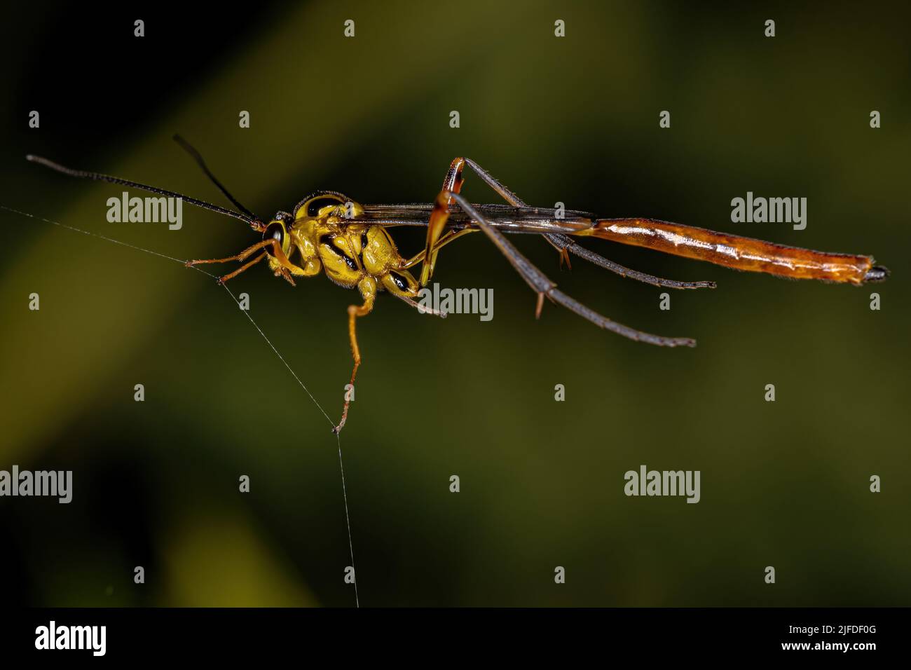 Adult Ichneumonid Wasp of the Genus Eiphosoma Stock Photo - Alamy