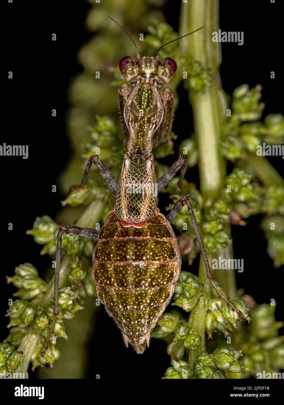 Stenophyllid mantis hi-res stock photography and images - Alamy