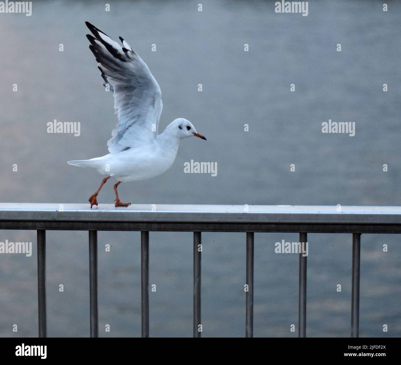 A Black-headed gull flying up from a steel guard rail with blur river behind Stock Photo - Alamy