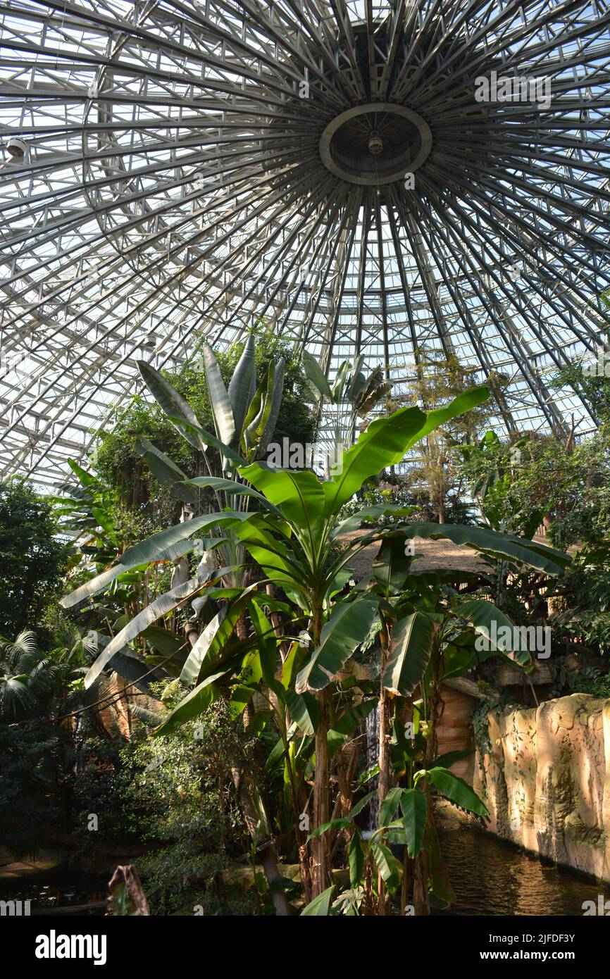 A vertical shot of banana trees in the Zoo Park of Beauval, France ...