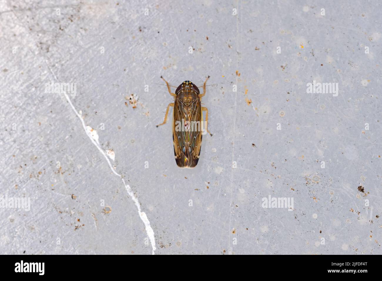 Small adult Typical Leafhopper of the Genus Planicephalus Stock Photo ...