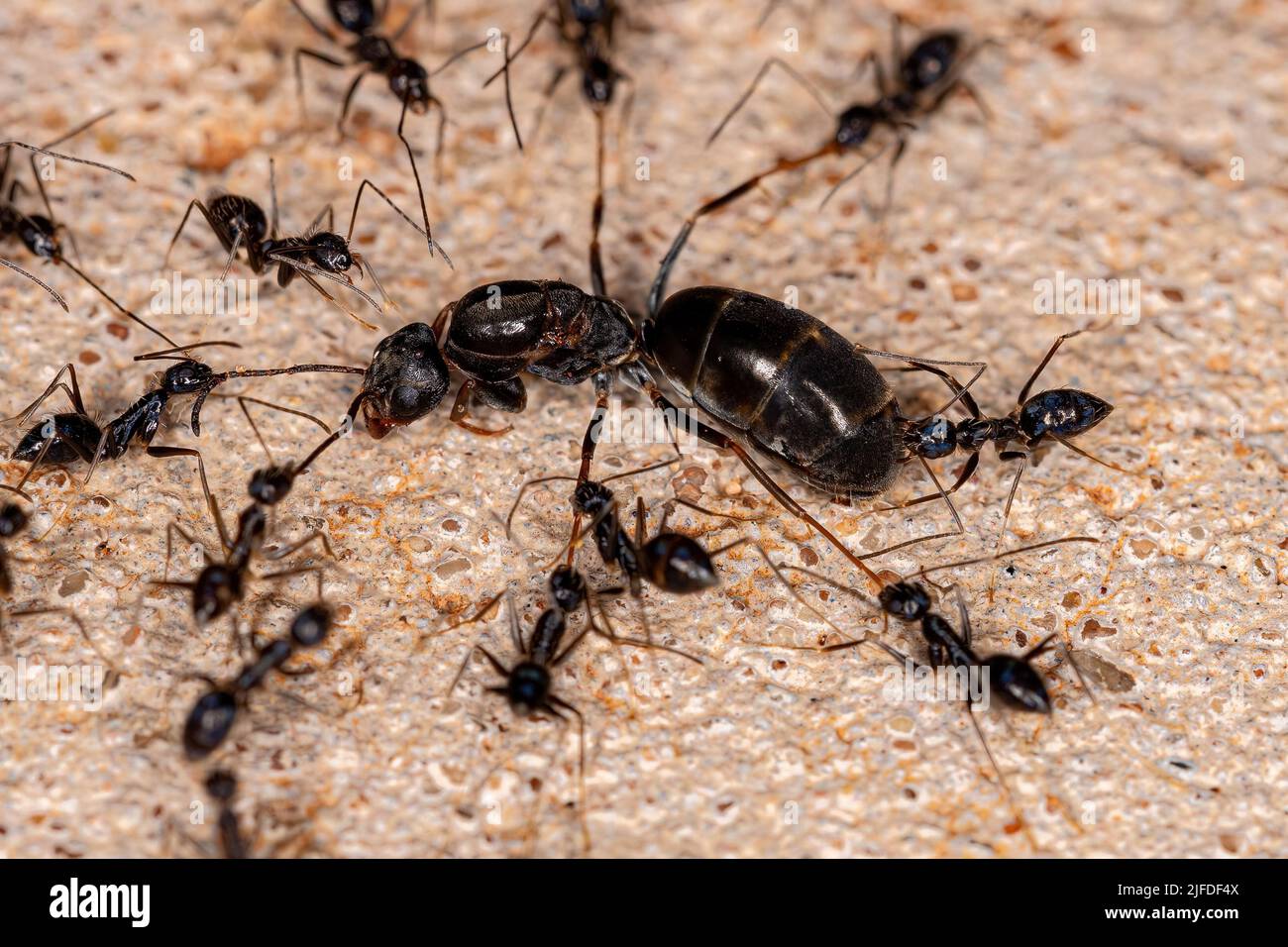 Longhorn crazy ants hi-res stock photography and images - Alamy