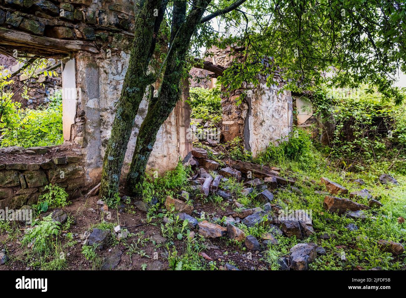 old destroyed stone wall fences in garden with moss plants in abandoned ...