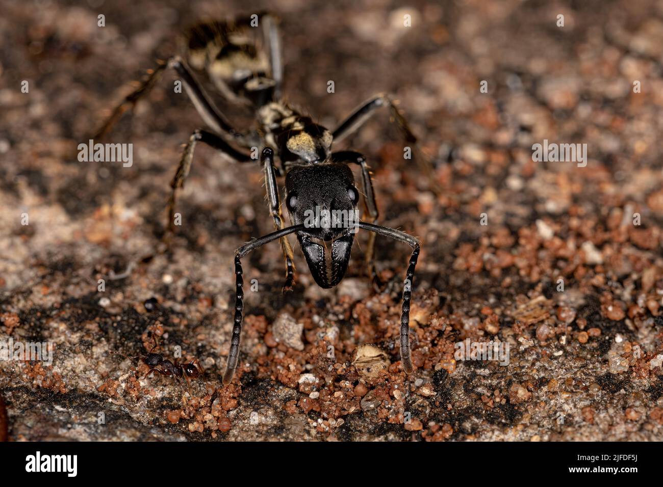 Ponerine ant hi-res stock photography and images - Alamy
