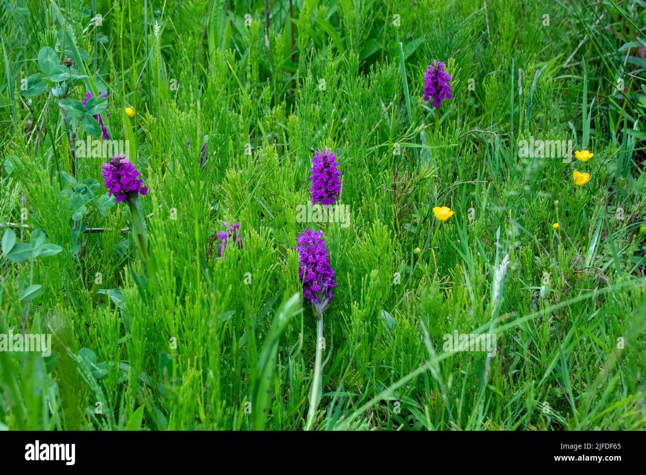 Northern Marsh Orchid Stock Photo - Alamy