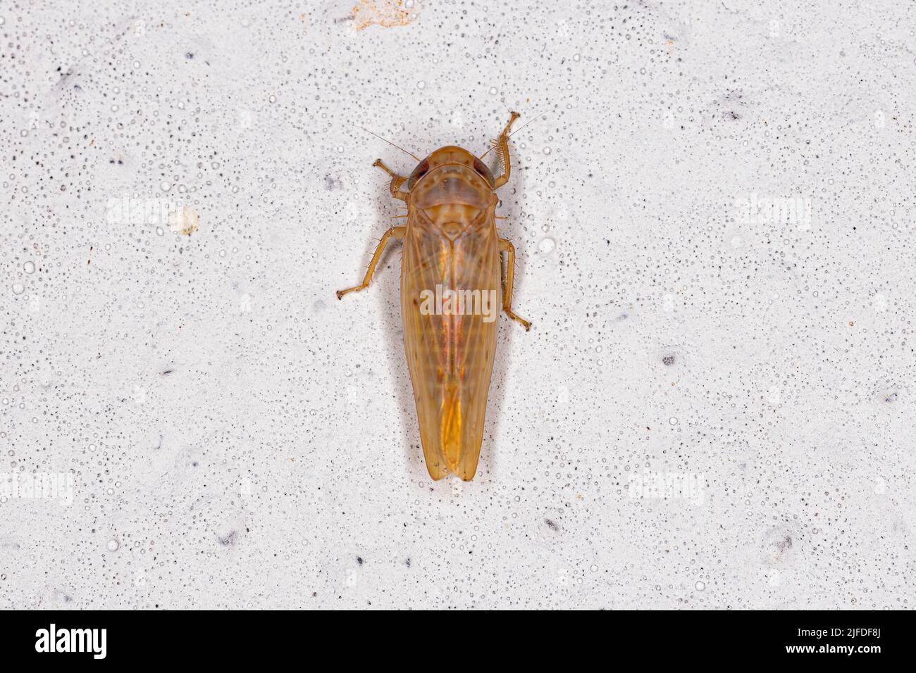 Adult Sharpshooter Insect of the Family Cicadellidae Stock Photo - Alamy