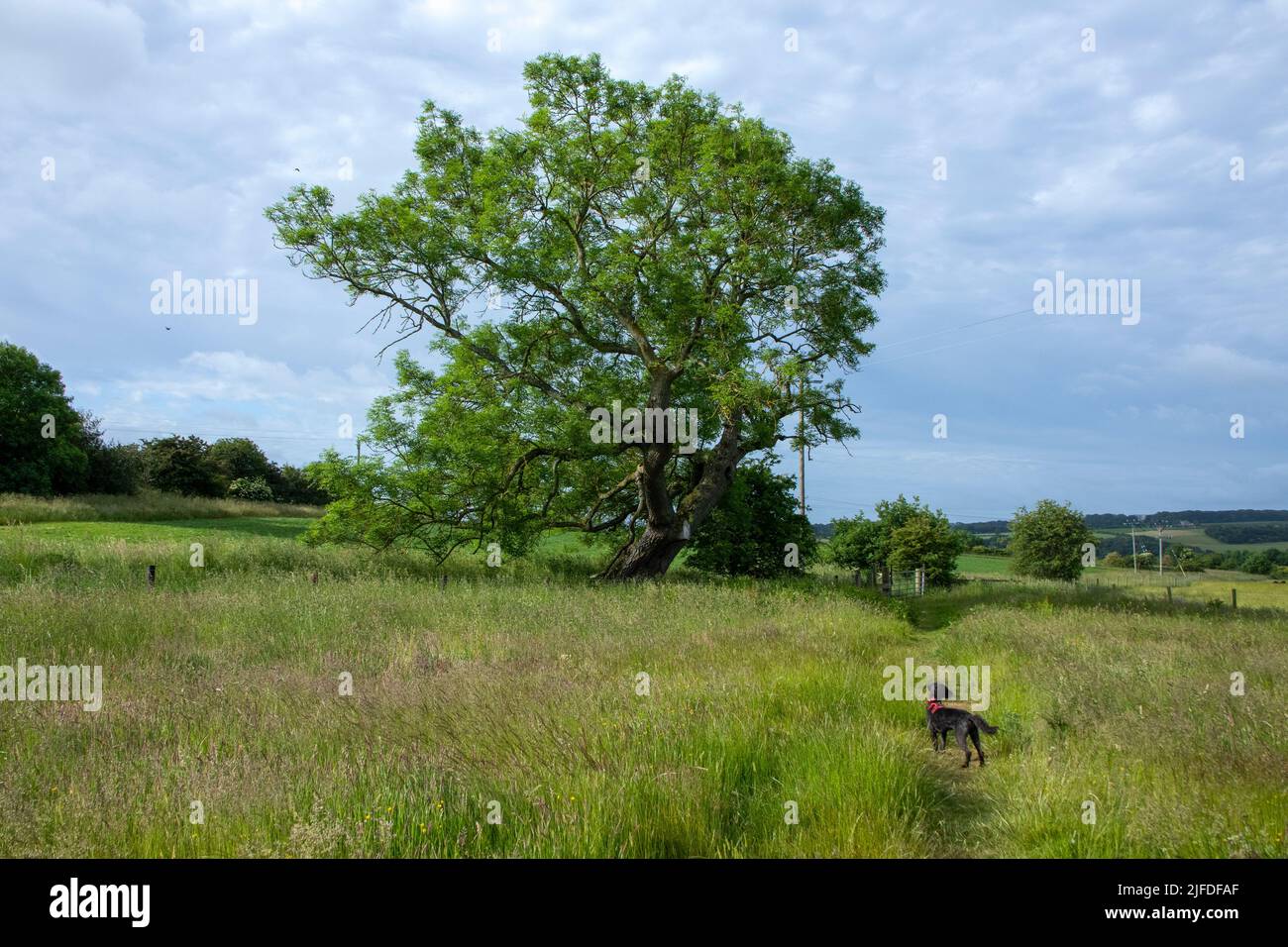 Ash tree in field in summer Stock Photo - Alamy