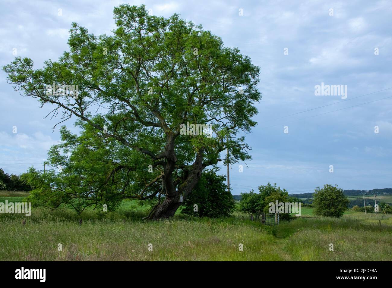 Green ash tree hi-res stock photography and images - Alamy