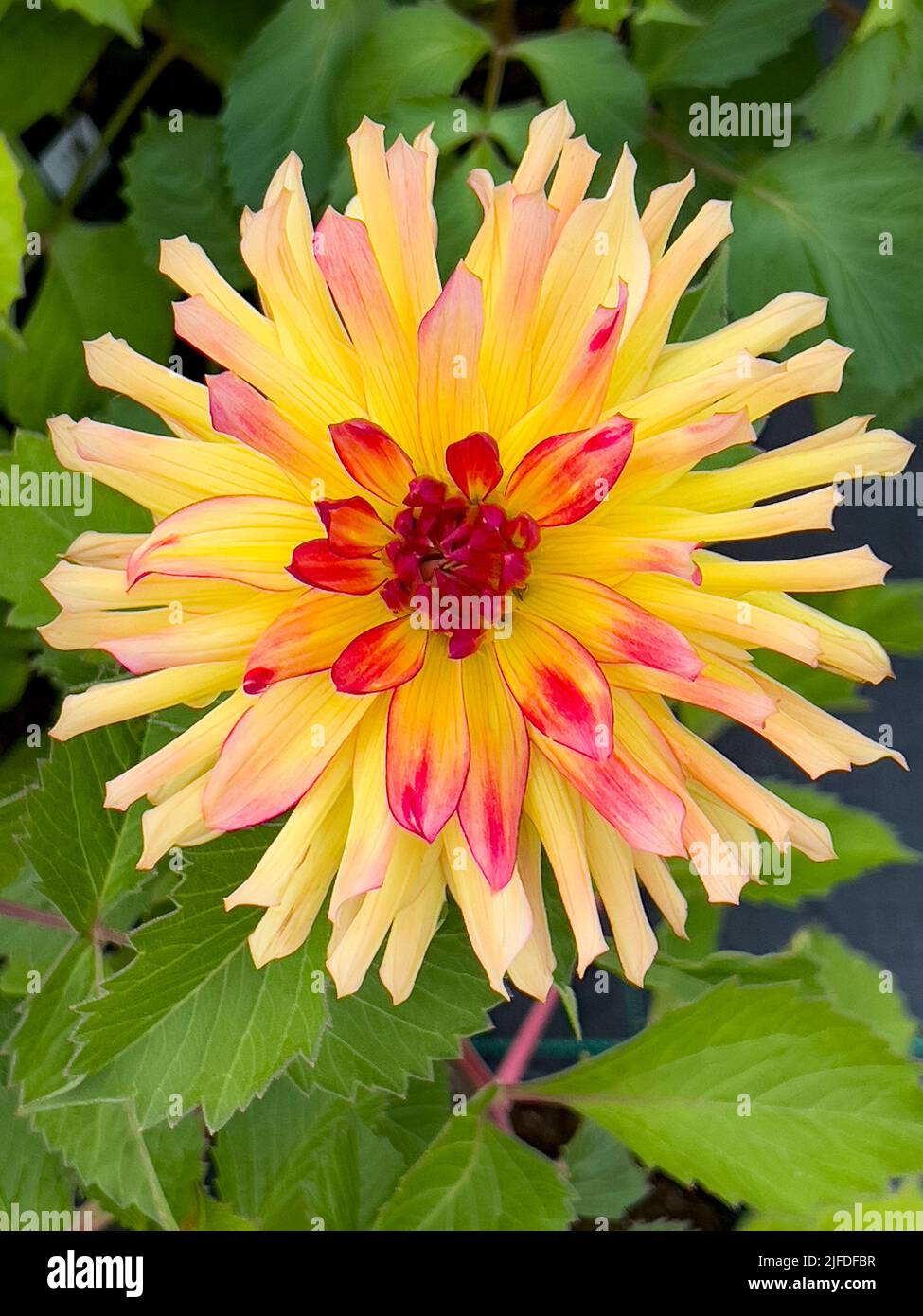 Gardening - Dahlia Flower - Dahlia pinnata Stock Photo - Alamy