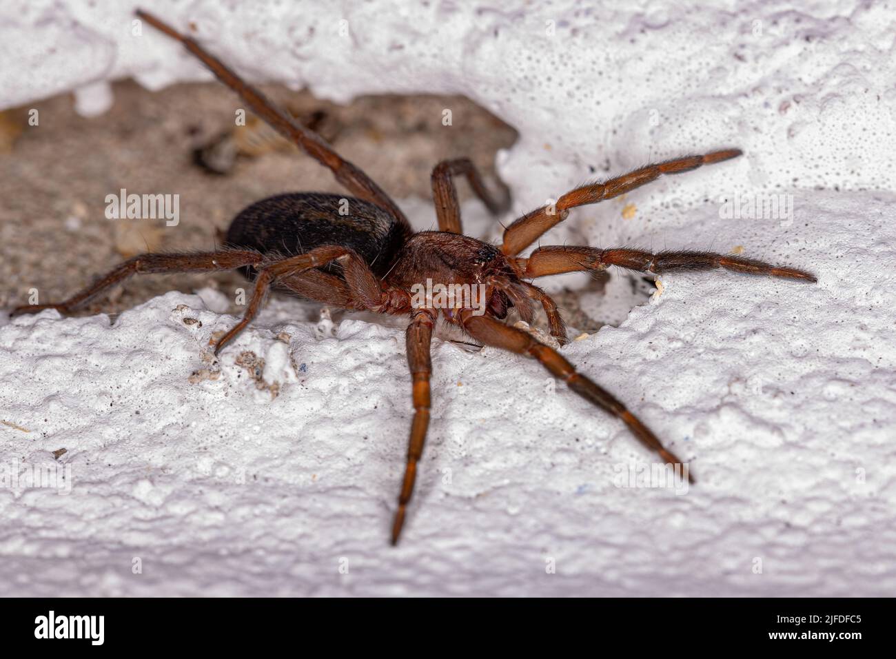 Small Prowling Spider of the species Teminius insularis Stock Photo - Alamy