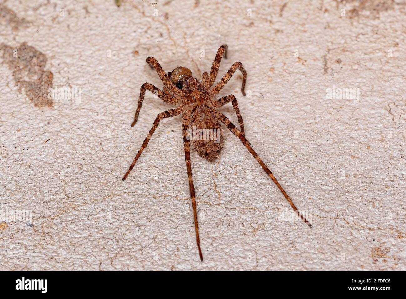 Adult Wandering Spider of the Family Ctenidae Stock Photo - Alamy