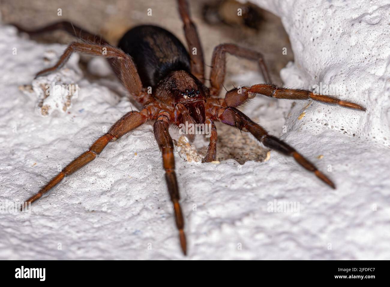 Small Prowling Spider of the species Teminius insularis Stock Photo - Alamy