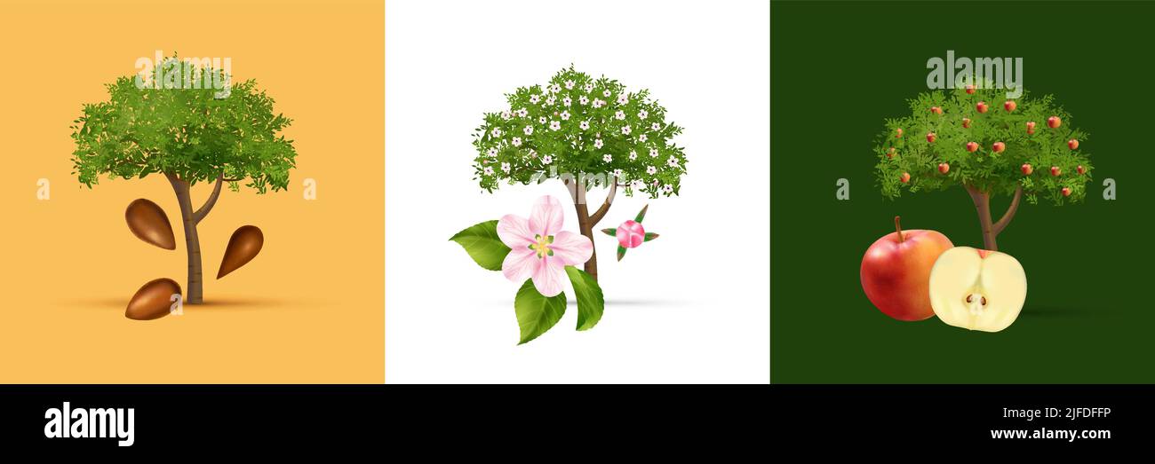 Apple tree life cycle square set realistic vector illustration Stock ...