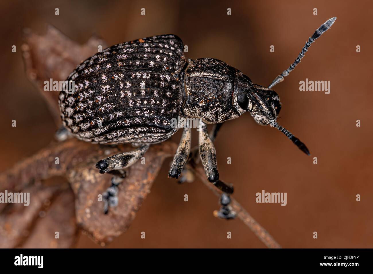 Broad nosed weevil beetle hi-res stock photography and images - Alamy