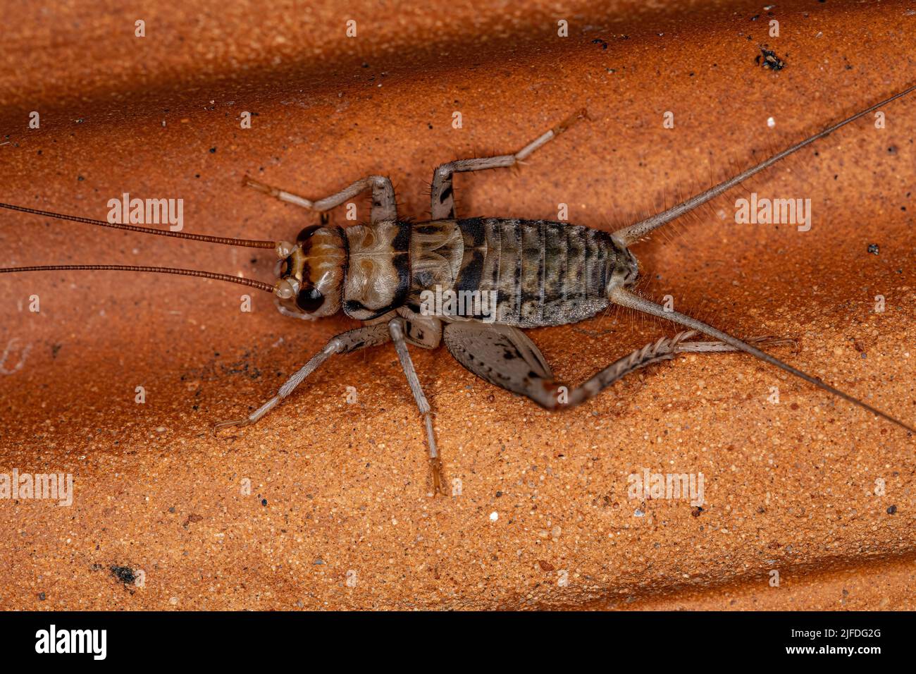 Male Field Cricket of the Genus Gryllodes Stock Photo - Alamy