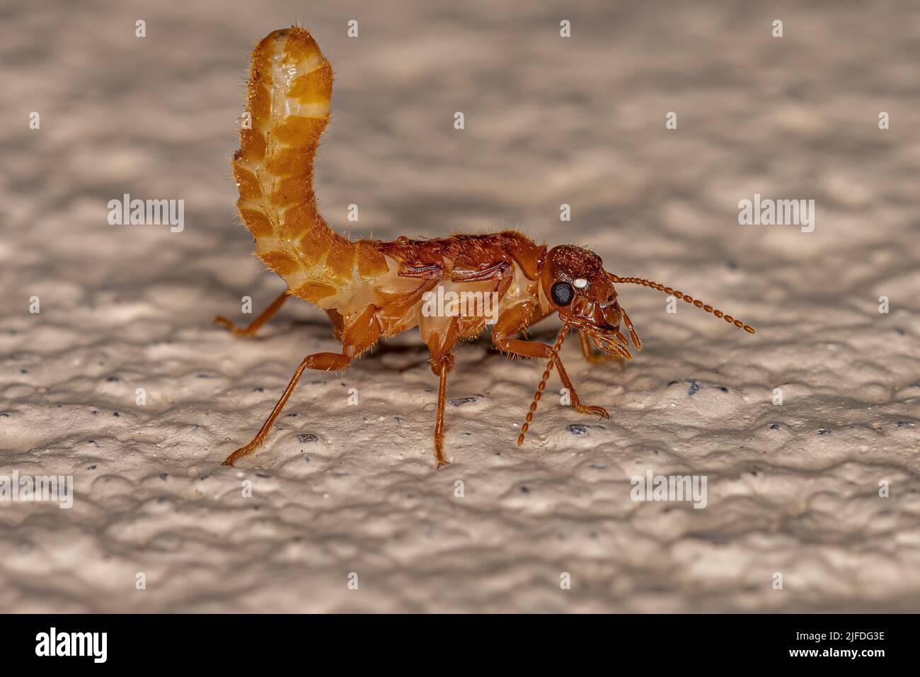 Adult True Termite of the Genus Neocapritermes Stock Photo - Alamy