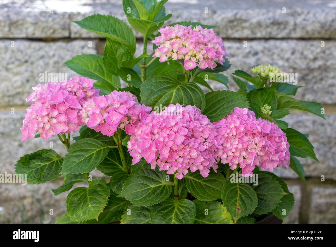 hydrangea macrophylla Endless summer in pink Stock Photo - Alamy
