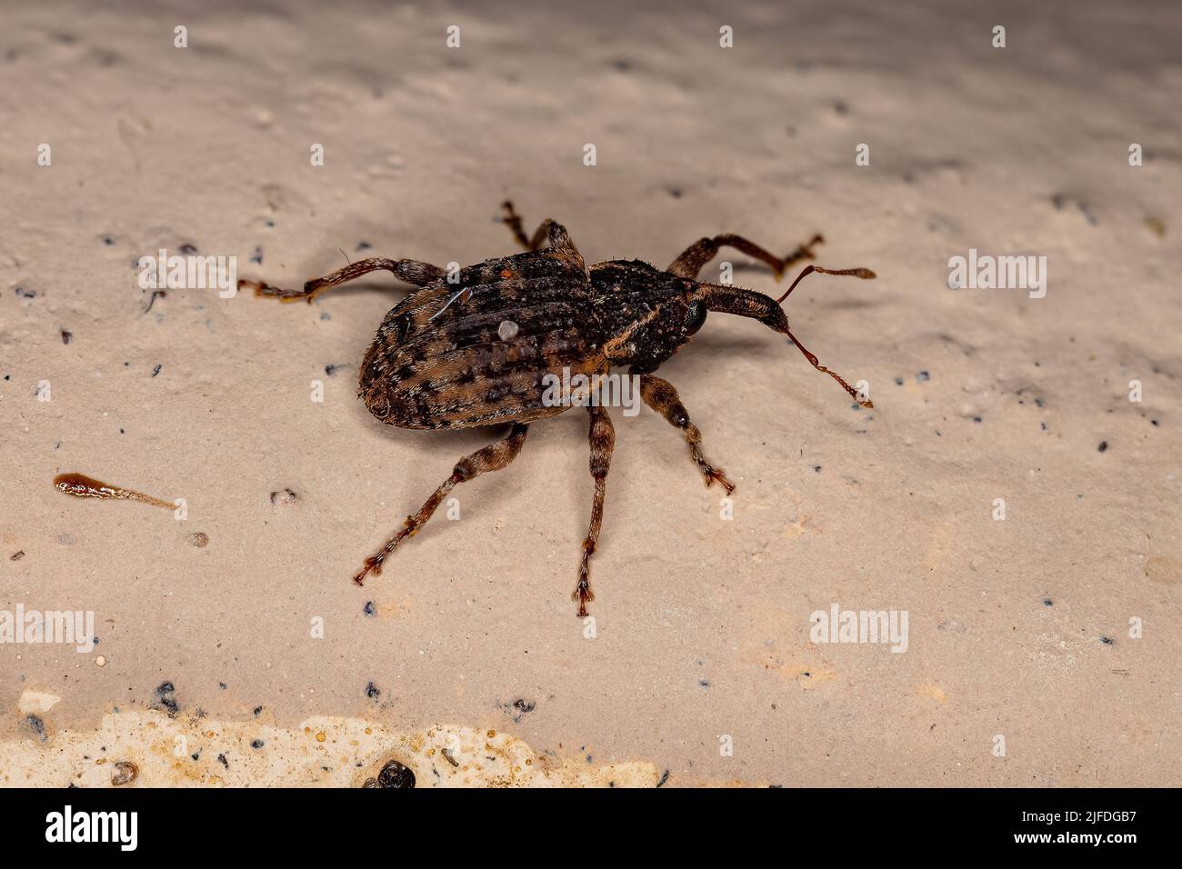 Adult True Weevil of the Family Curculionidae Stock Photo - Alamy