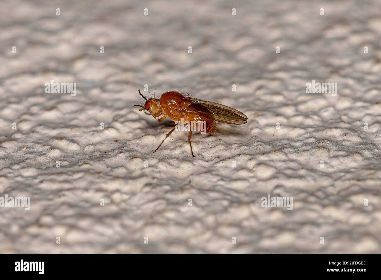 Adult Acalyptrate Fly of the Zoosubsection Acalyptratae Stock Photo - Alamy