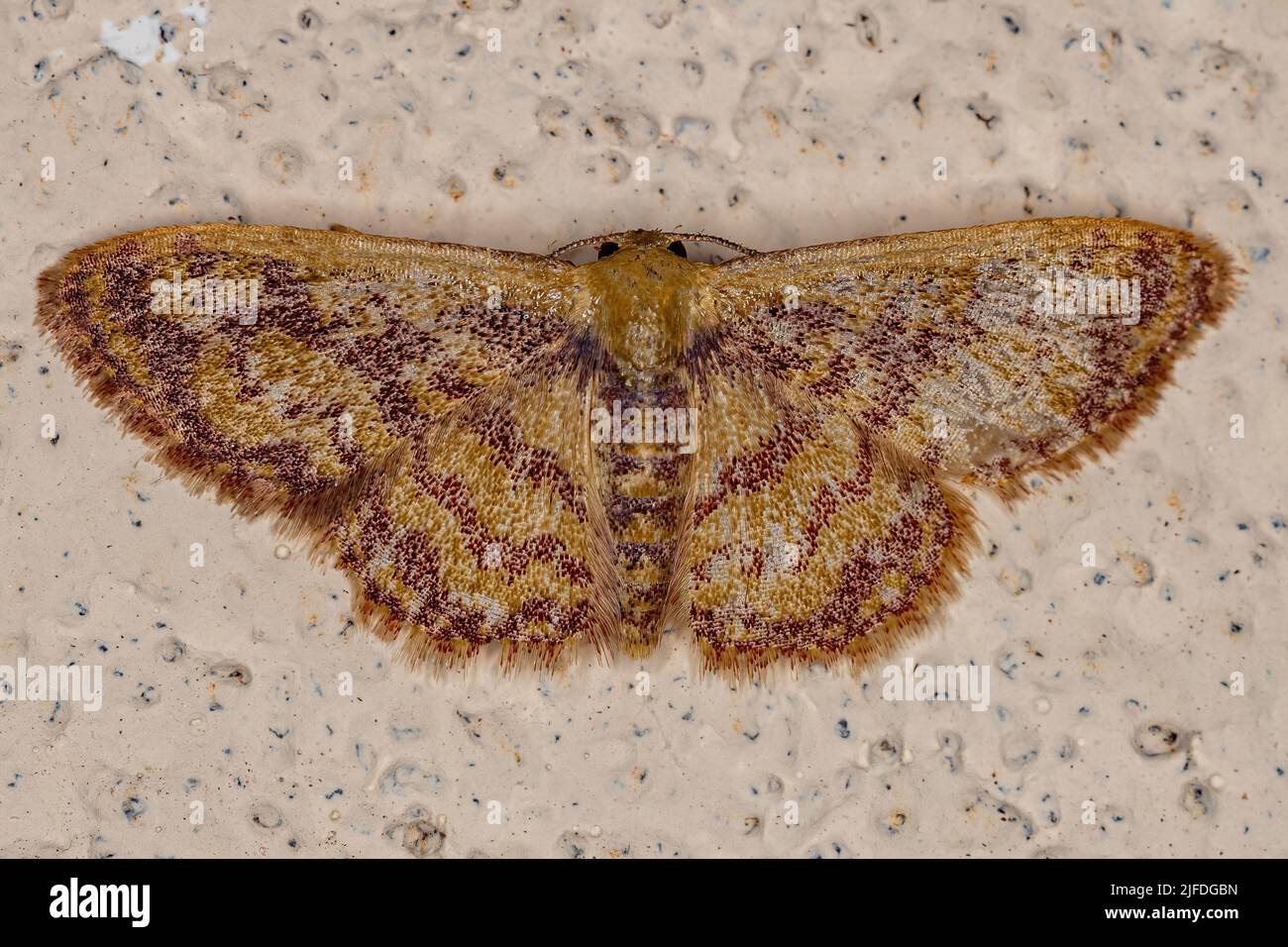 Adult Geometer Moth of the Family Geometridae Stock Photo - Alamy