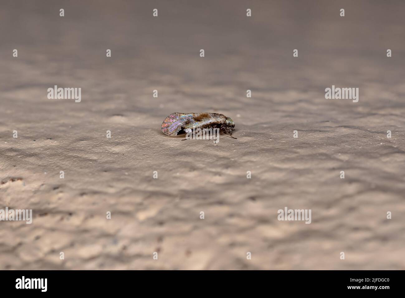 Adult Common Barklice Insect of the genus Loensia Stock Photo - Alamy