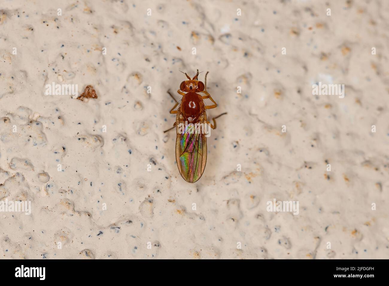 Adult Acalyptrate Fly of the Zoosubsection Acalyptratae Stock Photo - Alamy