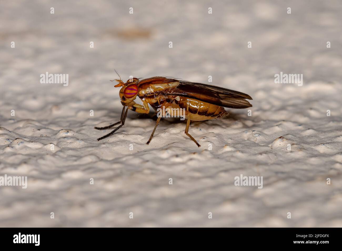 Adult Acalyptrate Fly of the Zoosubsection Acalyptratae Stock Photo - Alamy