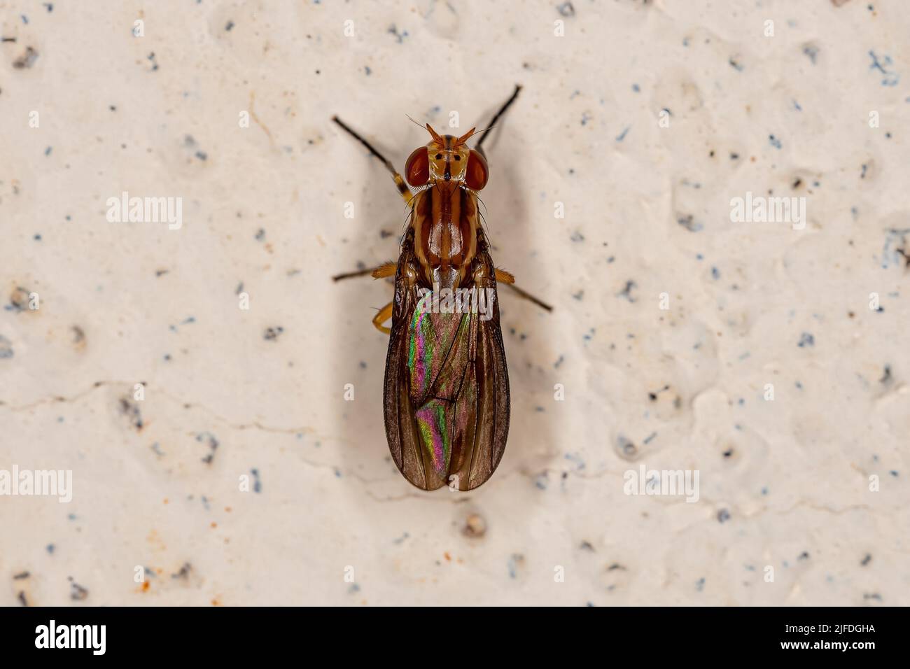 Adult Acalyptrate Fly of the Zoosubsection Acalyptratae Stock Photo - Alamy