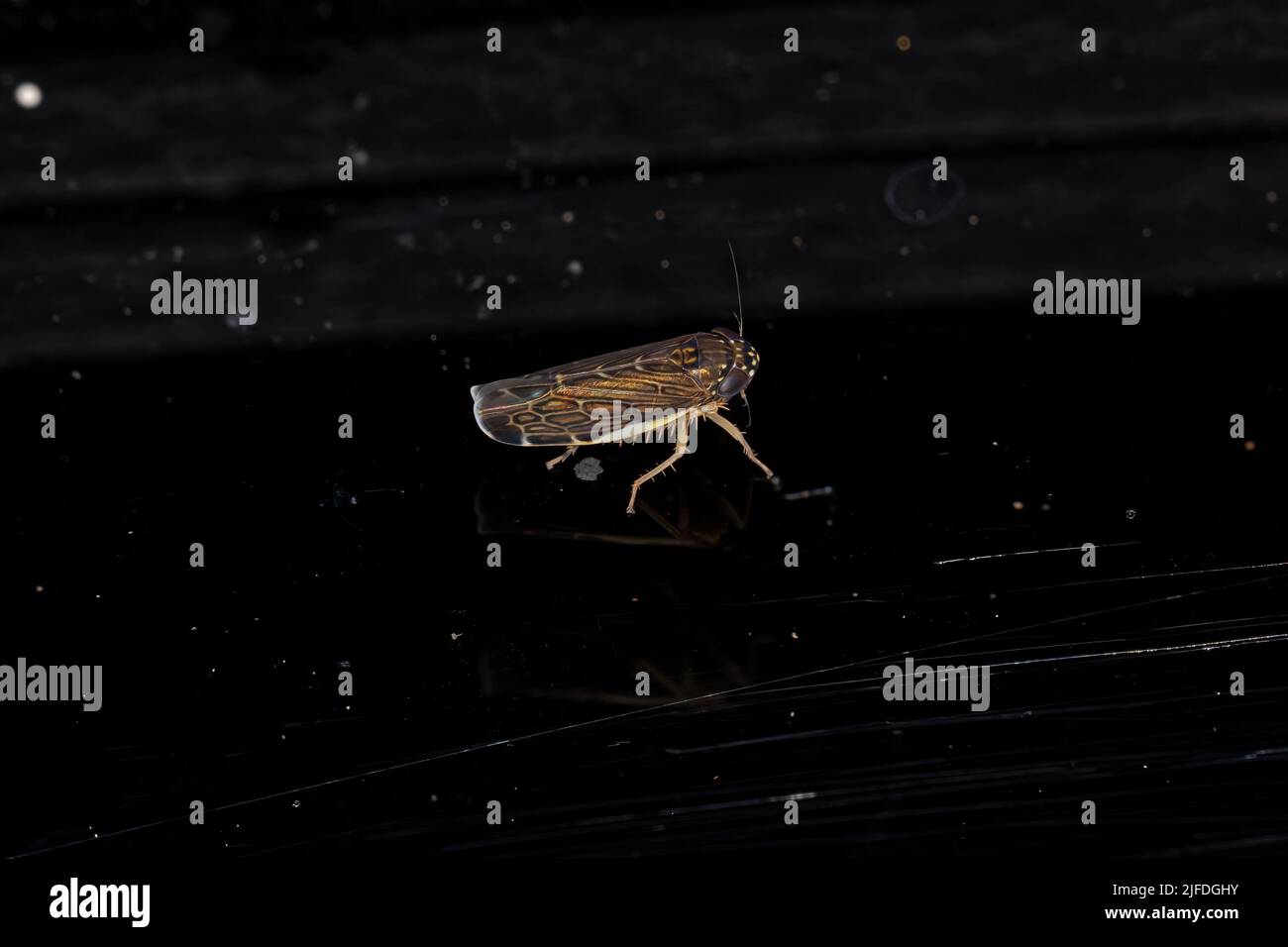 Small adult Typical Leafhopper of the Genus Planicephalus Stock Photo ...