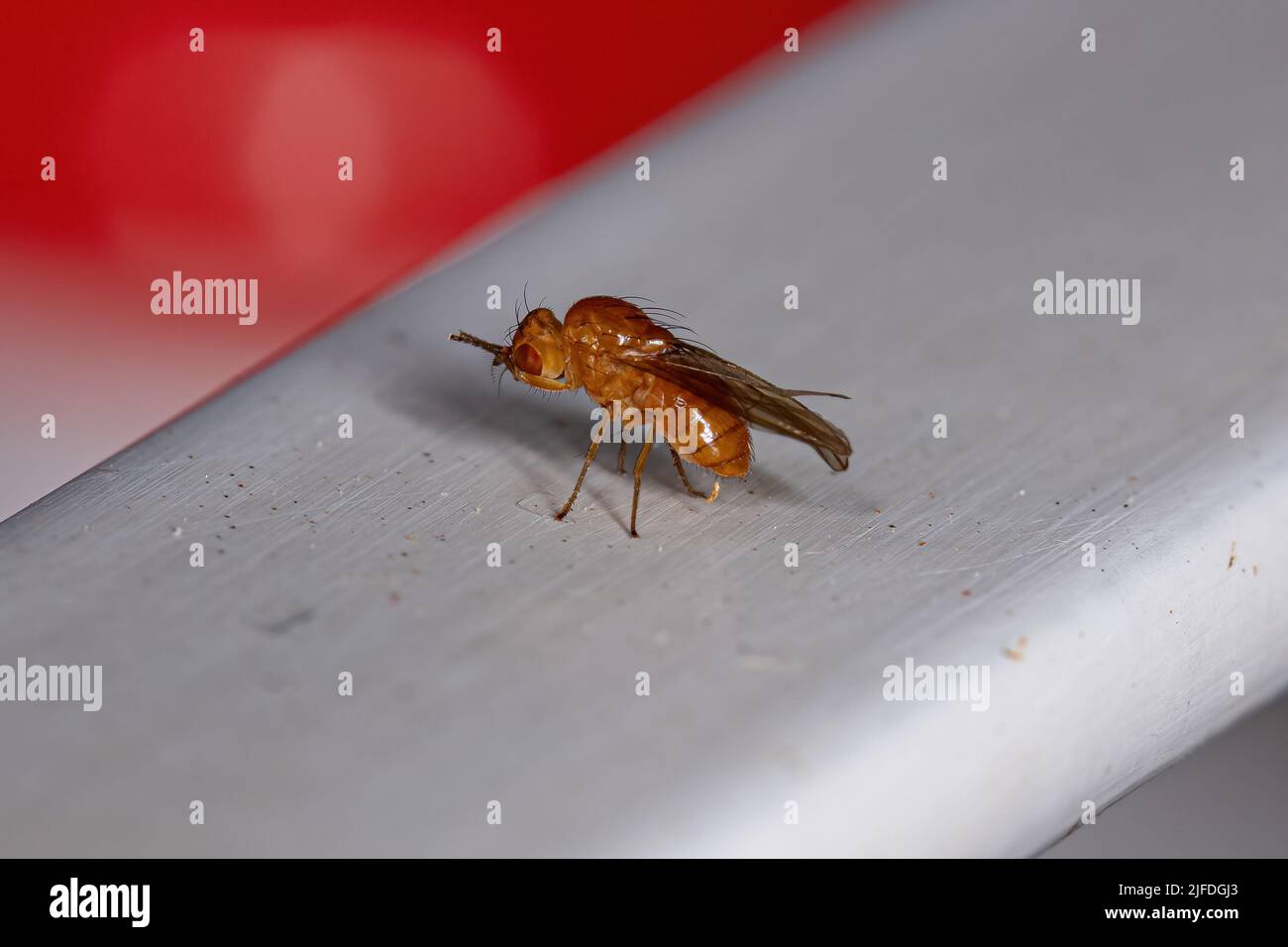 Acalyptratae diptera fly hi-res stock photography and images - Alamy