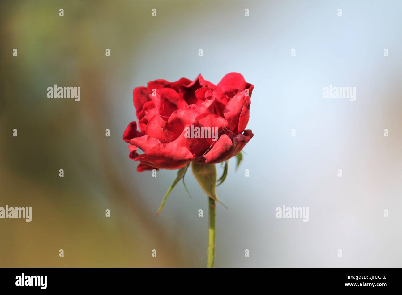 Beautiful red rose Stock Photo - Alamy