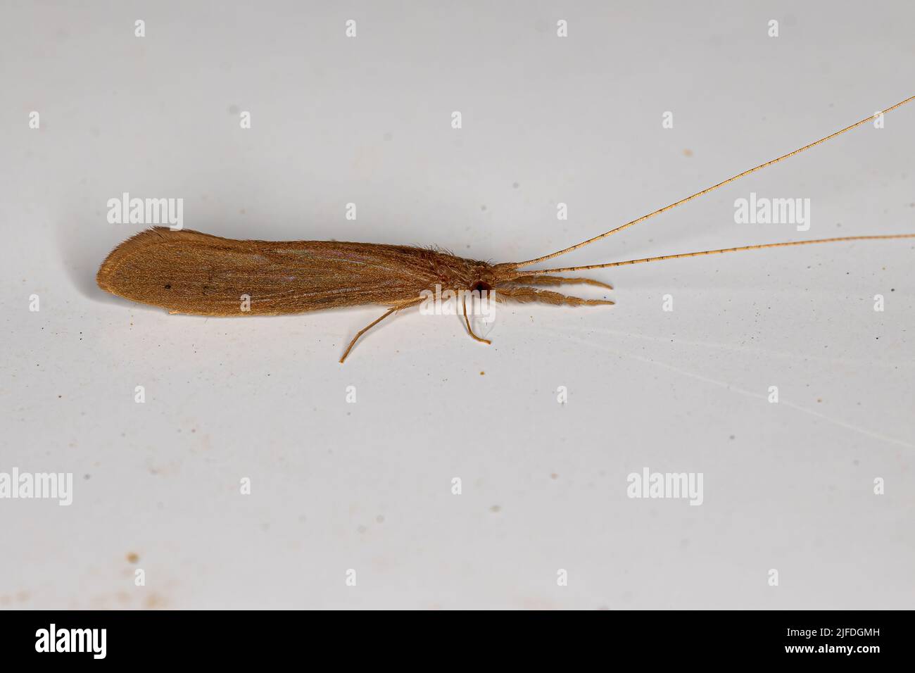 Adult Caddisfly Insect of the Genus Oecetis Stock Photo - Alamy