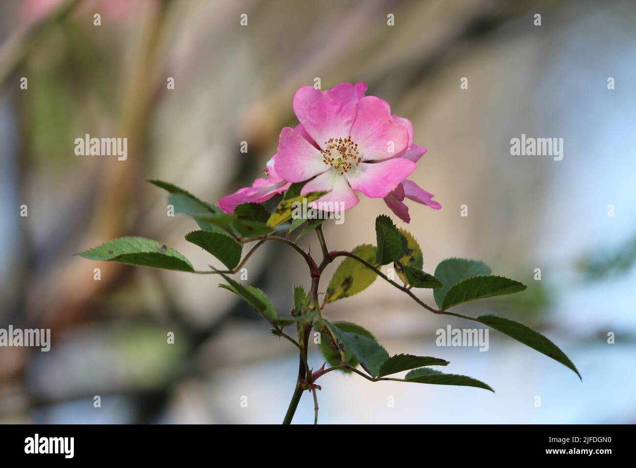 Cluster of roses with blurred background Stock Photo - Alamy