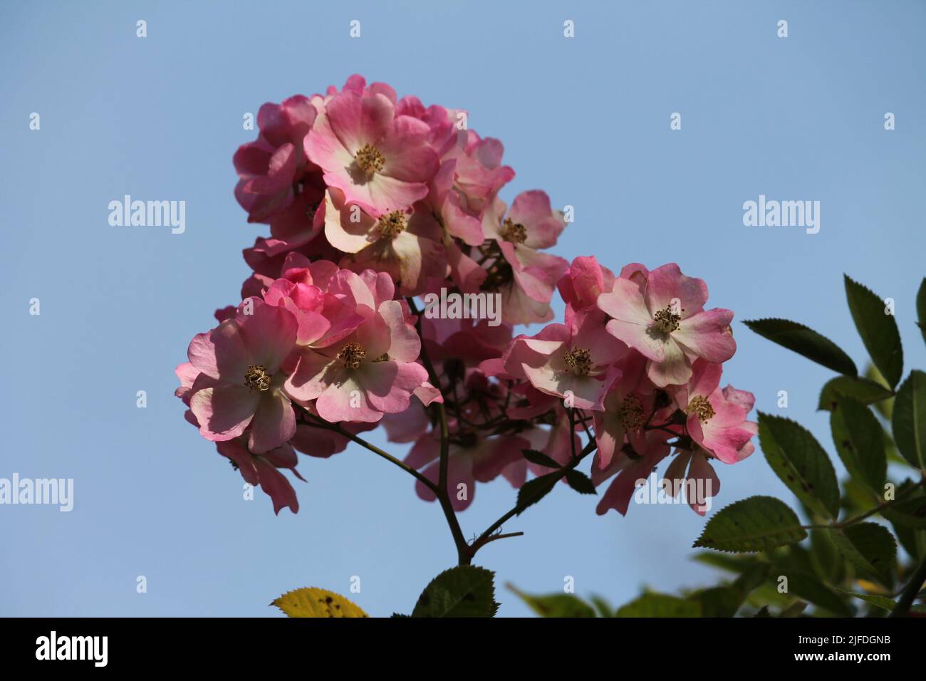 Cluster of roses with blue sky as background Stock Photo - Alamy