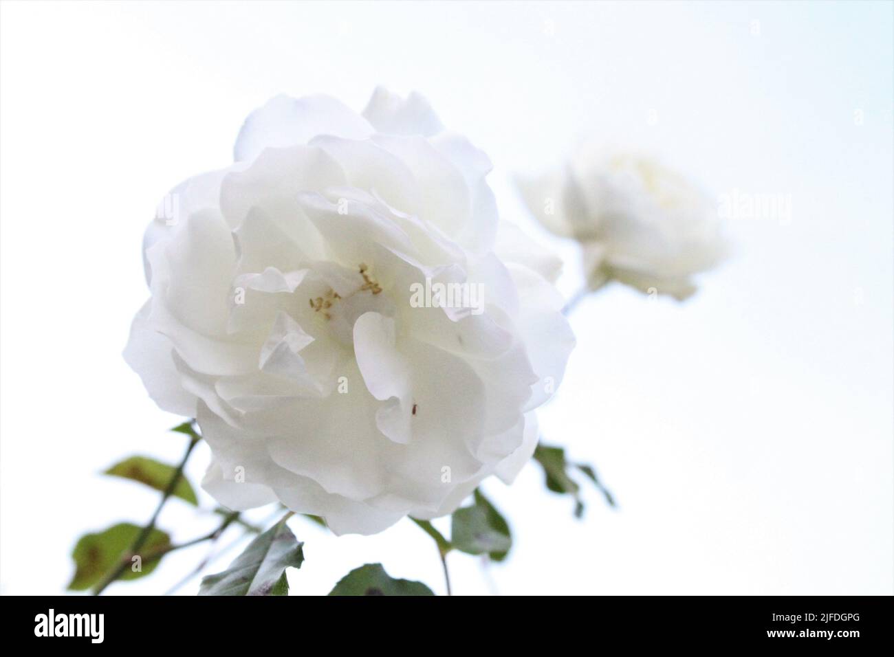 Beautiful white rose on white background Stock Photo - Alamy
