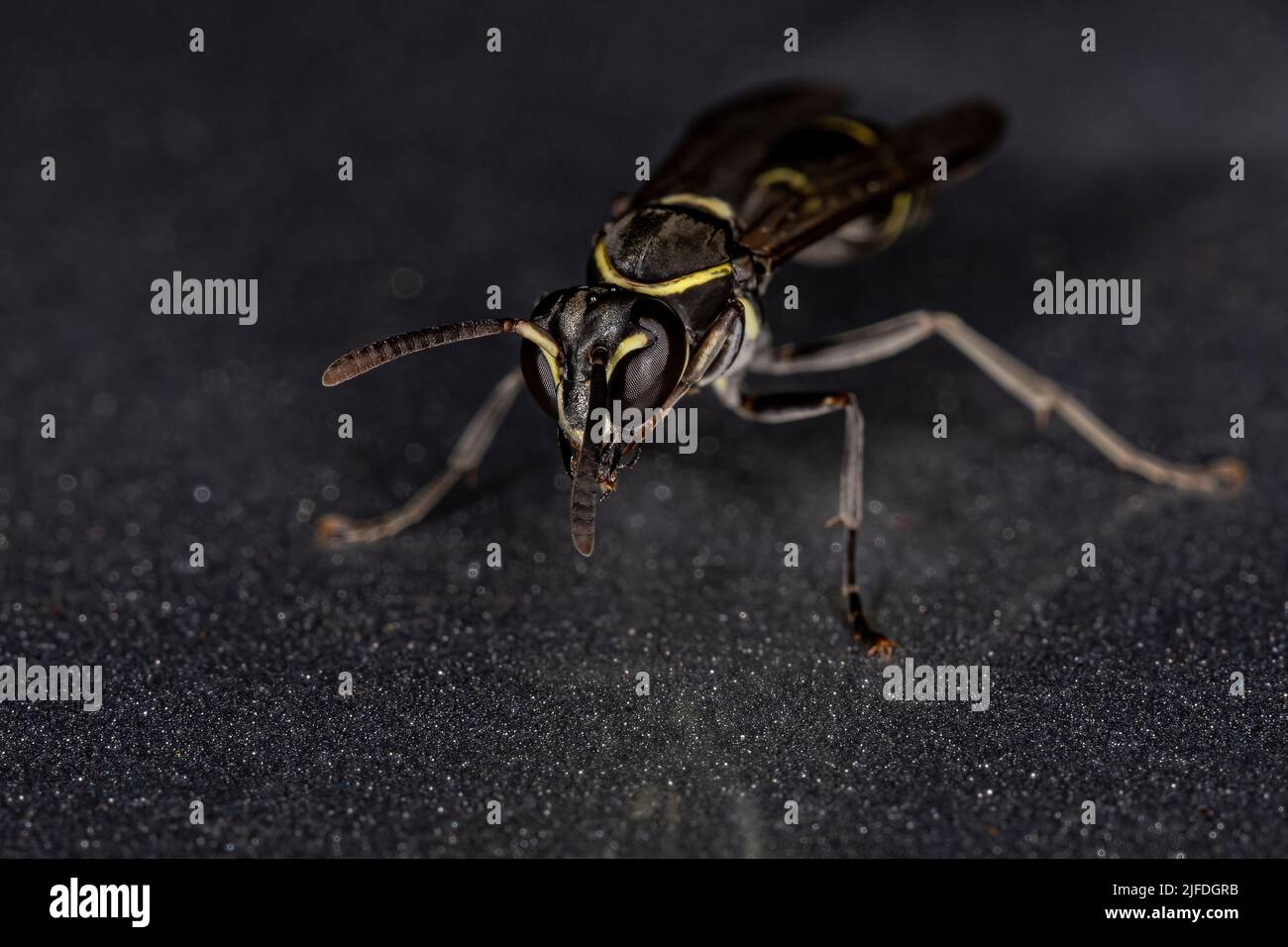 Yellow-banded Polybia Wasp of the species Polybia occidentalis Stock ...