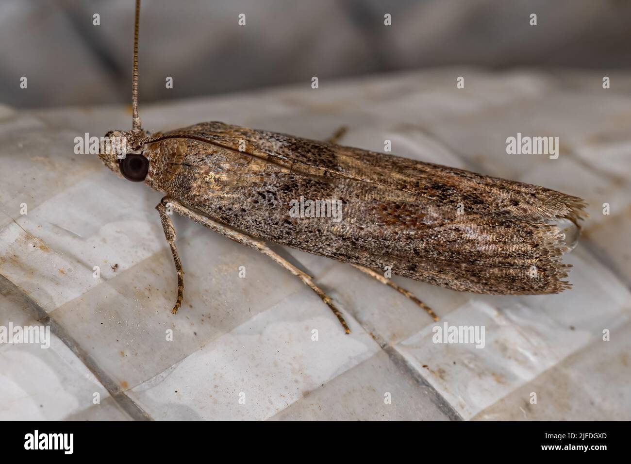 Adult Moth Insect of the order lepidoptera Stock Photo - Alamy