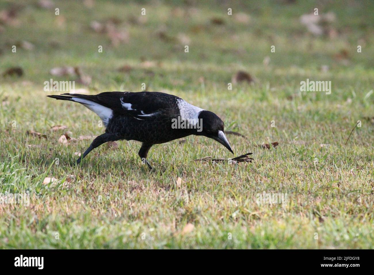 Australian Magpie feeding on grassed area Stock Photo - Alamy