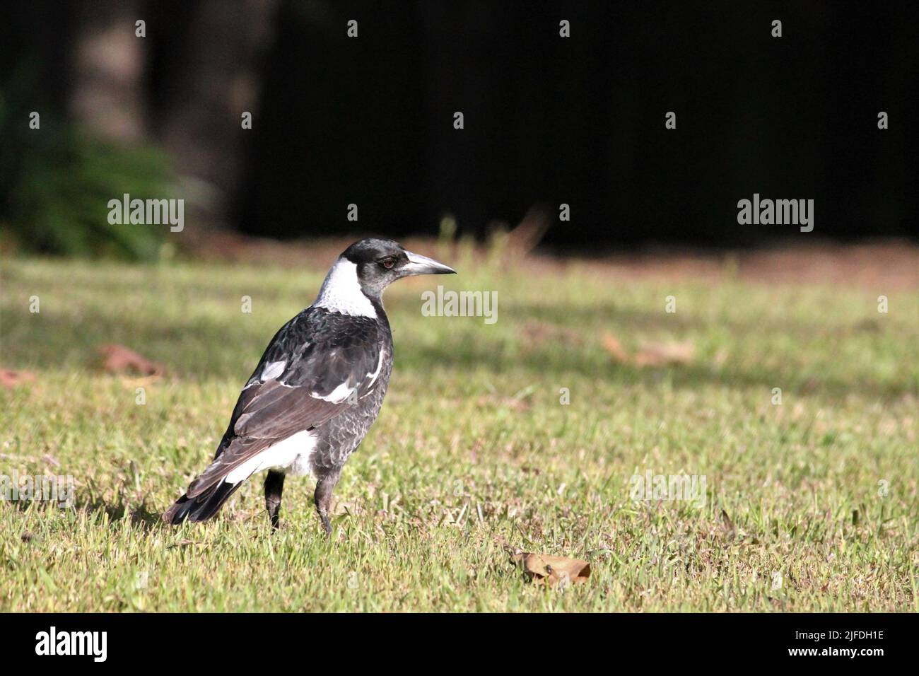Australian magpie feeding hi-res stock photography and images - Alamy