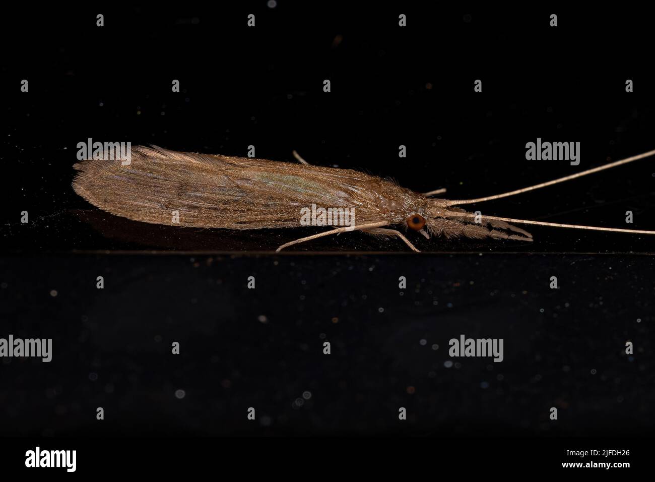 Adult Caddisfly Insect of the Genus Oecetis Stock Photo - Alamy