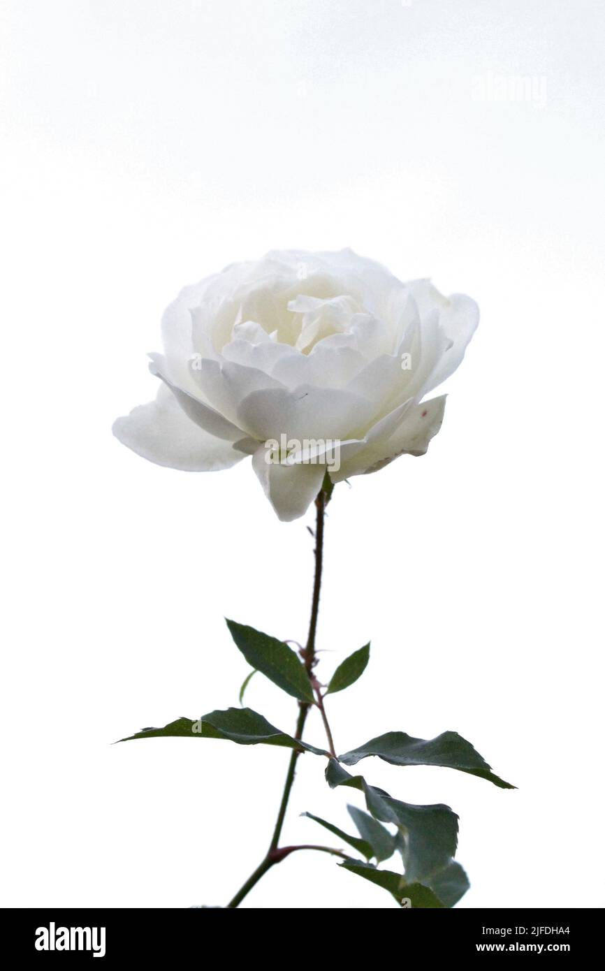 Beautiful white rose on white background Stock Photo - Alamy