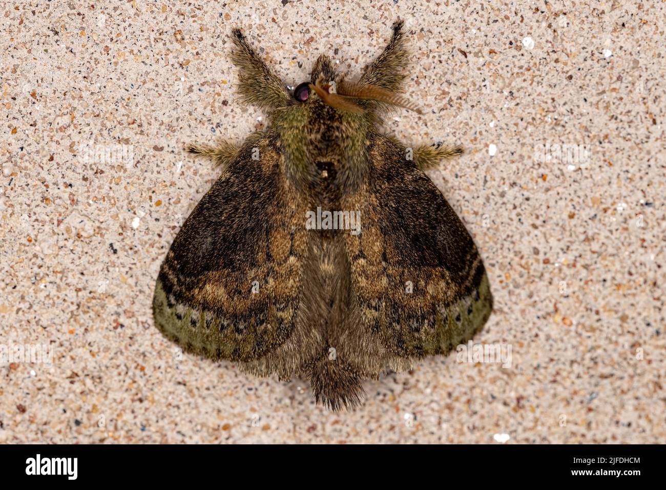The lappet moth hi-res stock photography and images - Alamy