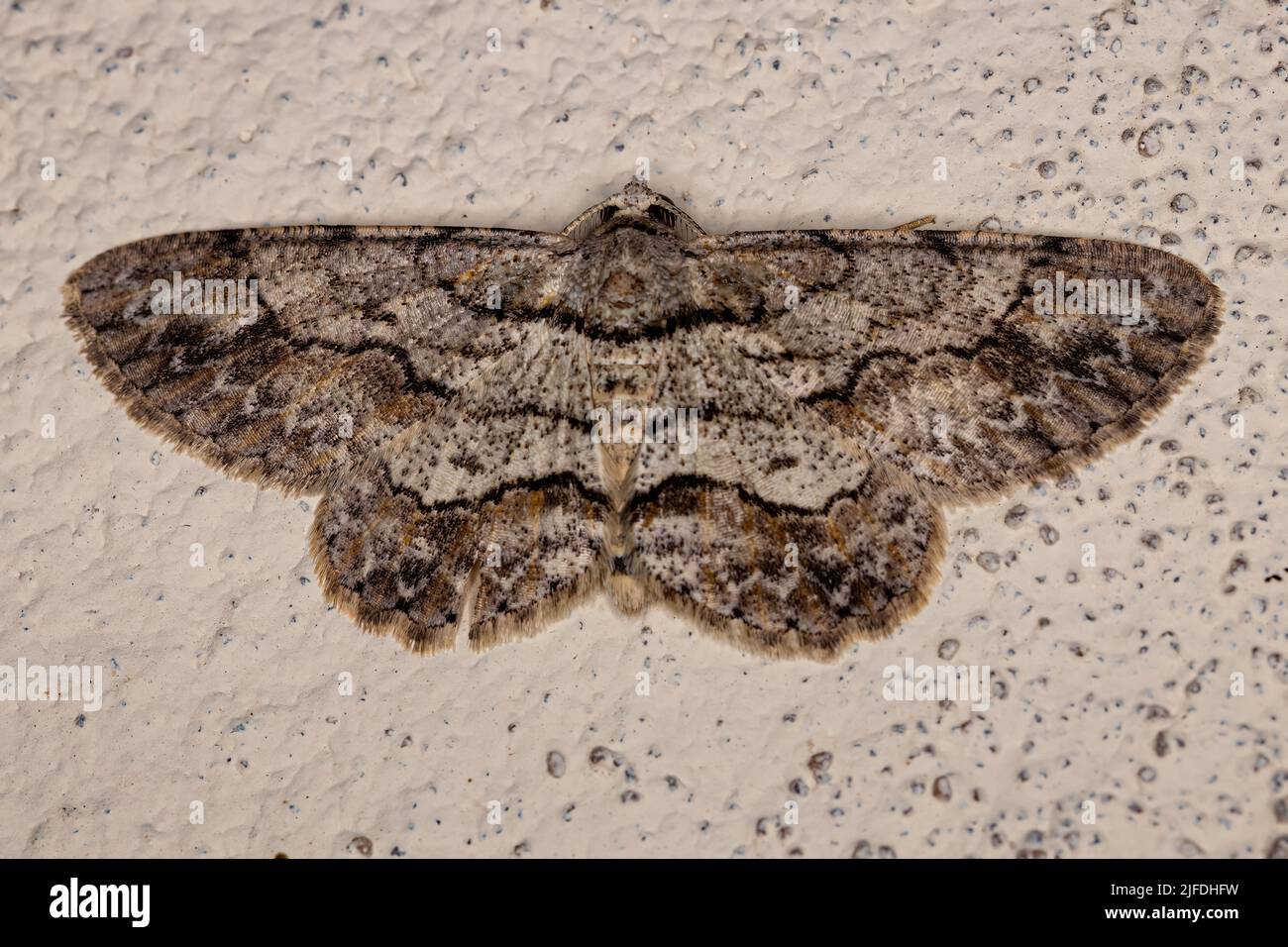Adult Geometer Moth of the Tribe Boarmiini Stock Photo - Alamy