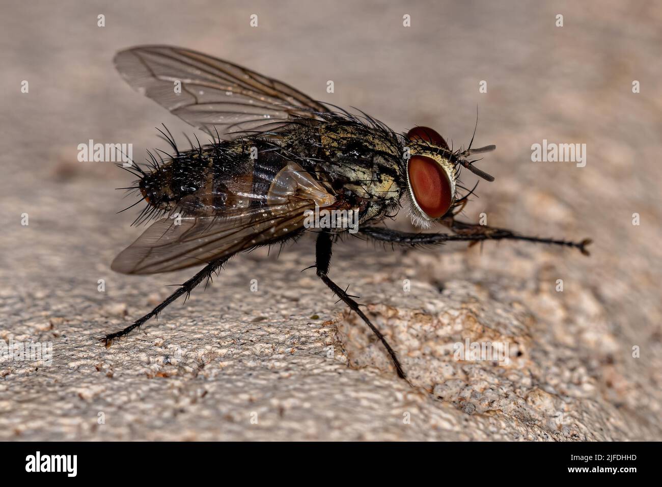 Adult Bristle Fly of the Family Tachinidae Stock Photo - Alamy